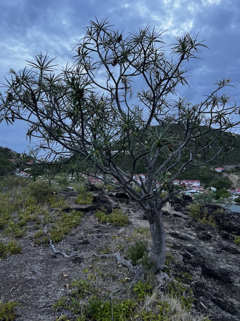 Lieu de rêve en Guadeloupe : le morne Morel à Terre-de-Haut