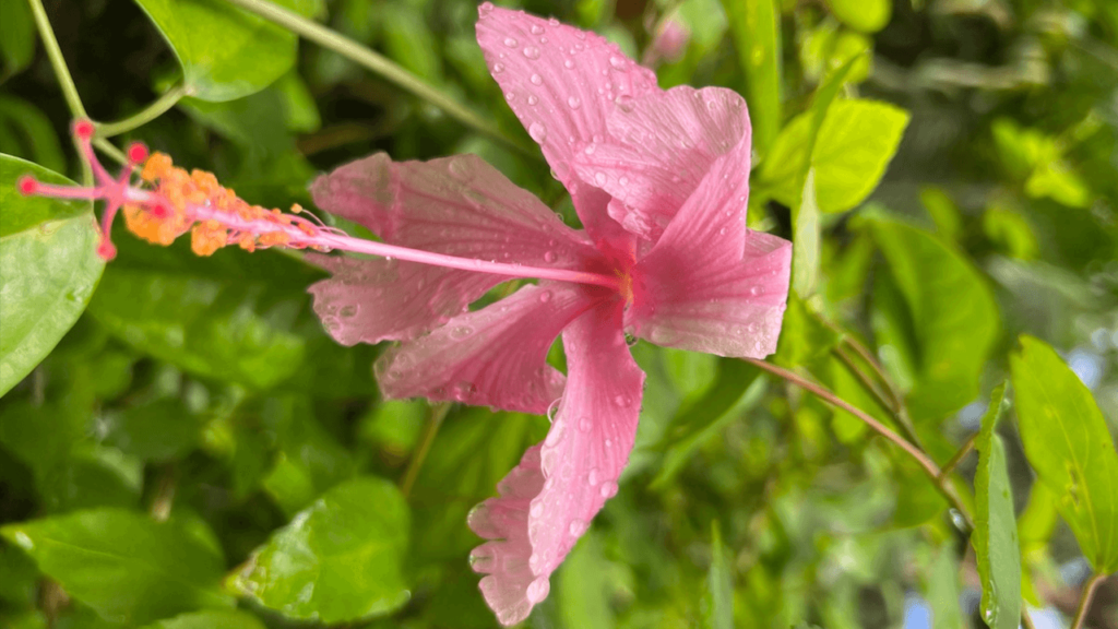 Guadeloupe : 20 splendides fleurs dans la nature